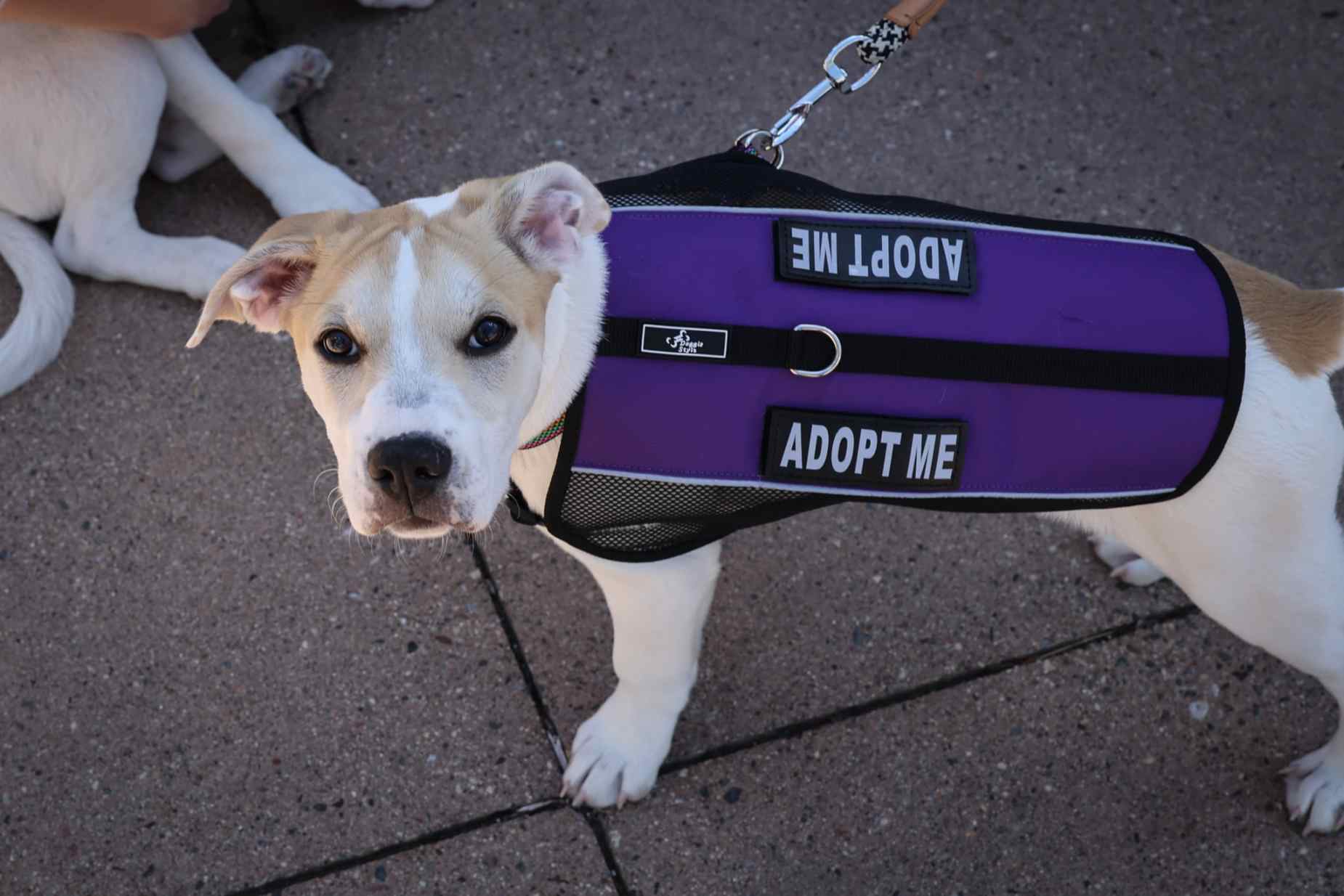 Home - Healing Hearts Rescue