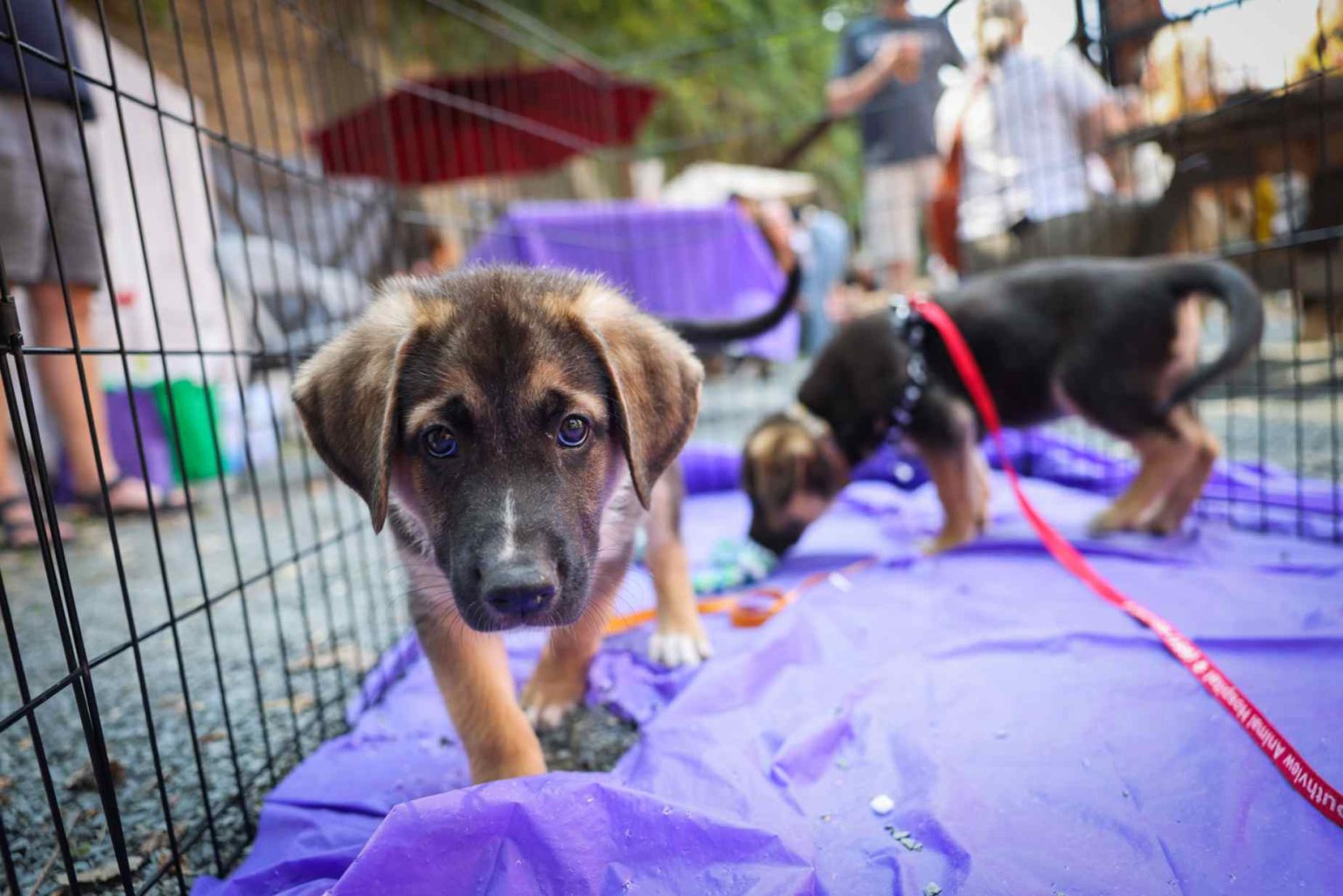 Home - Healing Hearts Rescue