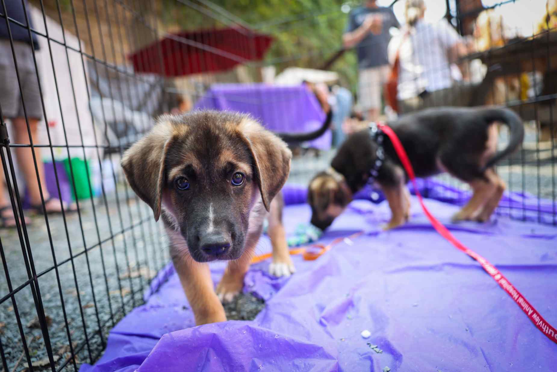 Home - Healing Hearts Rescue