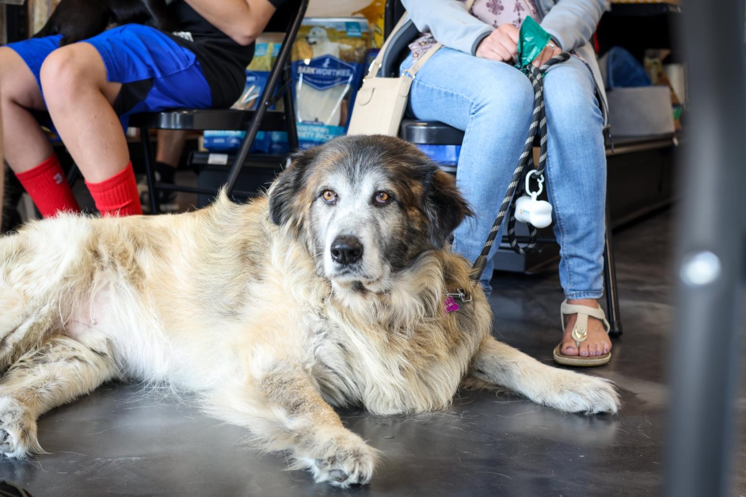 Home - Healing Hearts Rescue